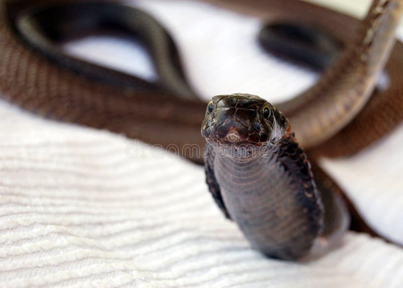 King Cobra stock photo. Image of eyes, colors, hunter - 5964320