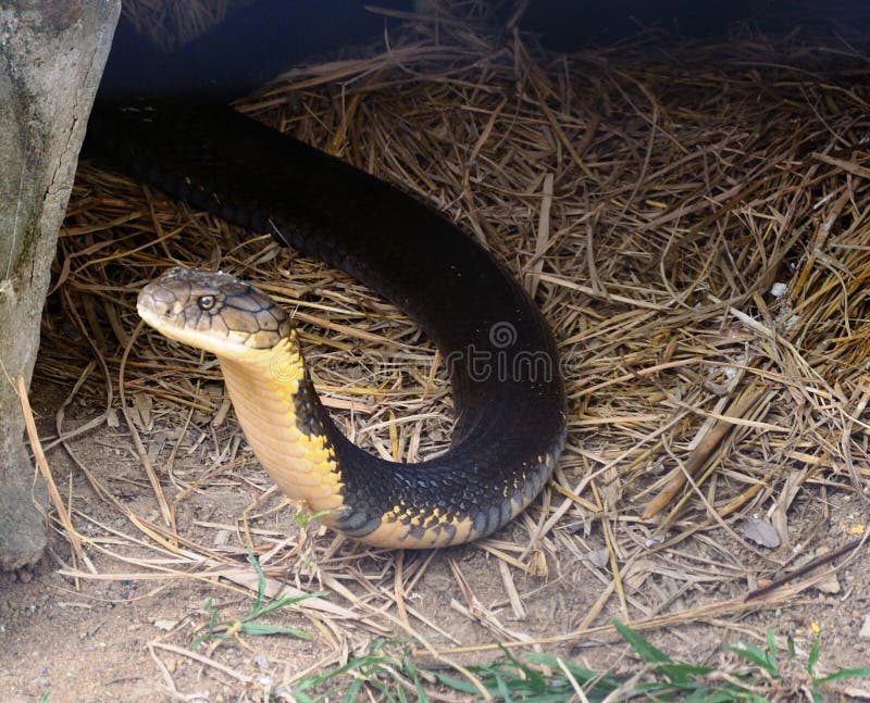 King Cobra stock image. Image of predator, long, cobra - 47392021