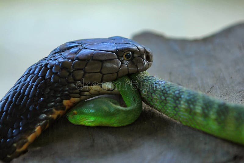 King Cobra Bite Green Viper Stock Photo - Image of dangerous, serpent ...