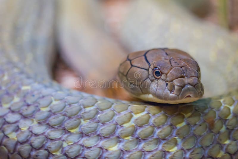 King Cobra Snake In Uganda Africa Stock Image Image Of
