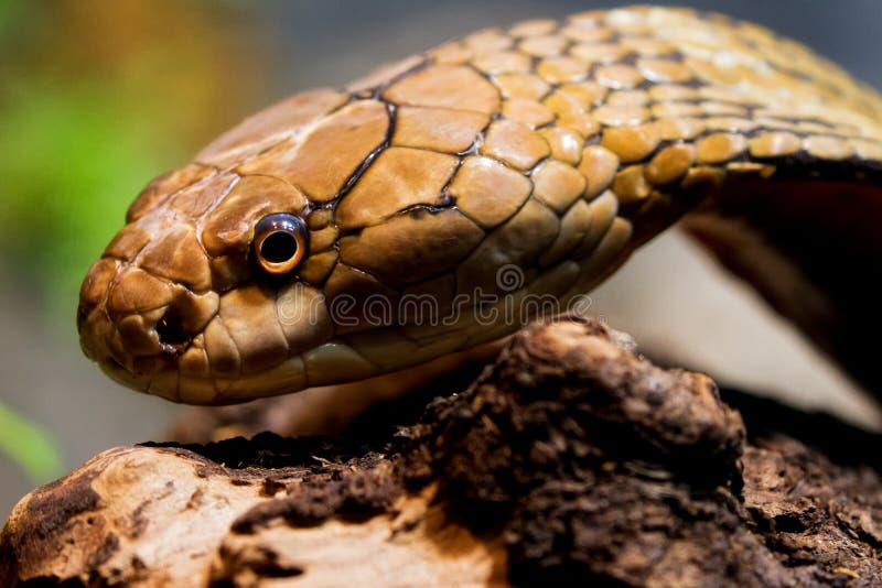 King Cobra stock image. Image of animal, mammal, dangerous - 89125499