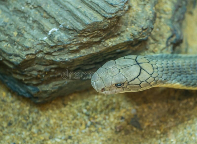 King cobra stock photo. Image of king, skin, venomous - 74161770