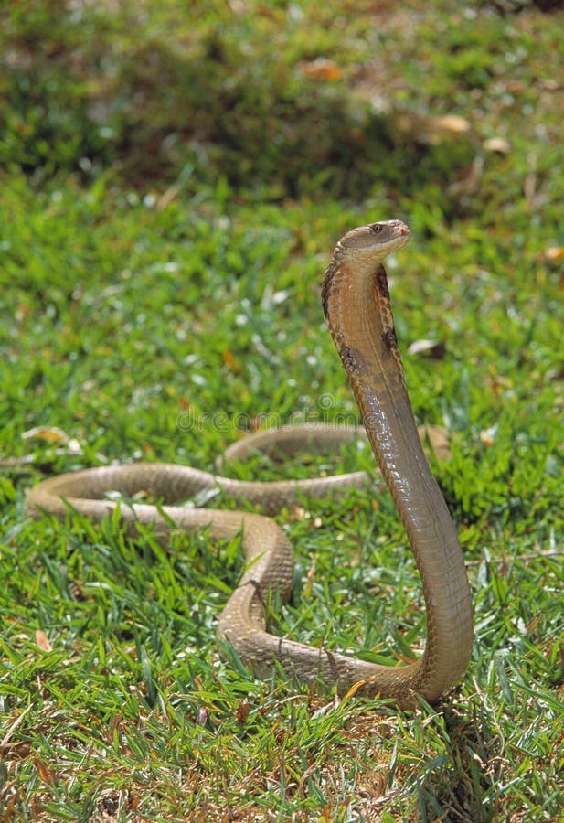 King Cobra stock image. Image of wild, snakes, vertical - 51137365