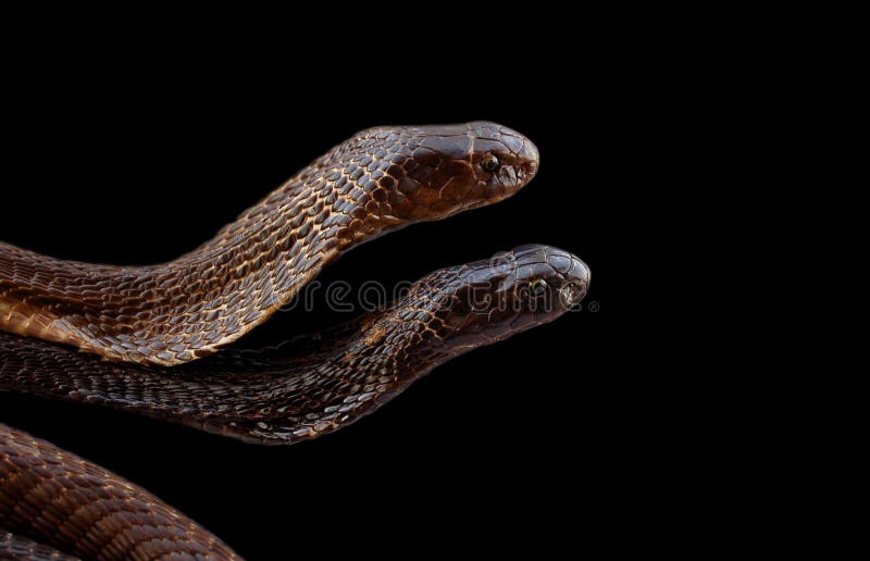 King cobra couple stock image. Image of nature, black - 10147547