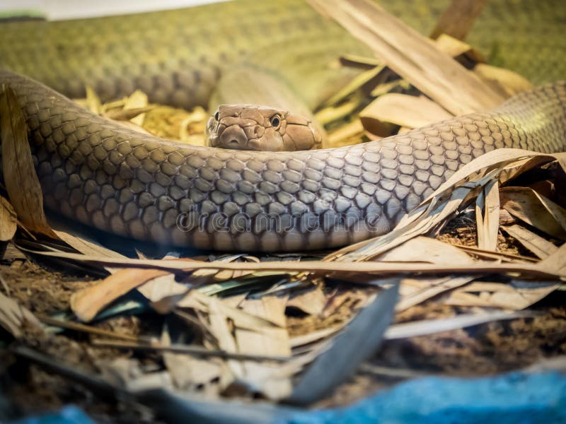King Cobra Curled on the Sand Stock Image - Image of coldblooded, macro ...