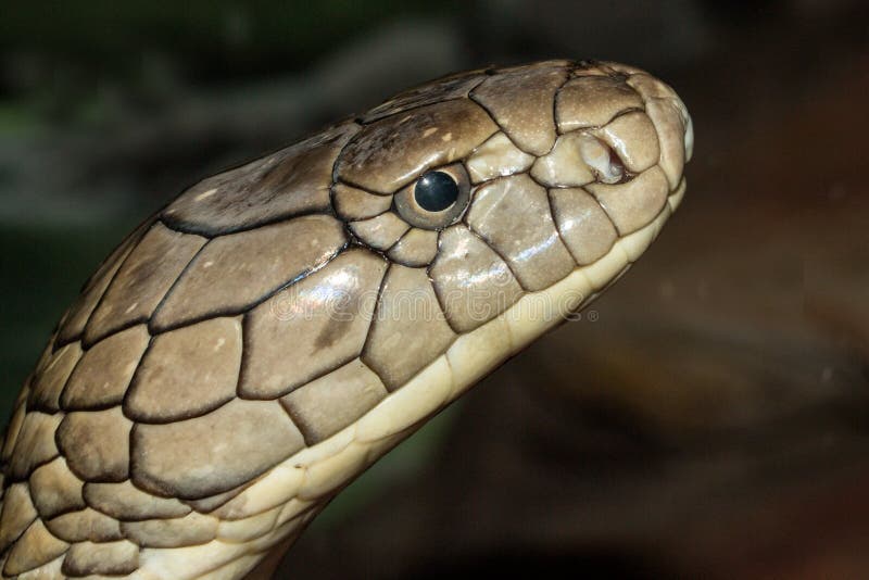 King Cobra stock image. Image of reptile, head, captive - 190494955