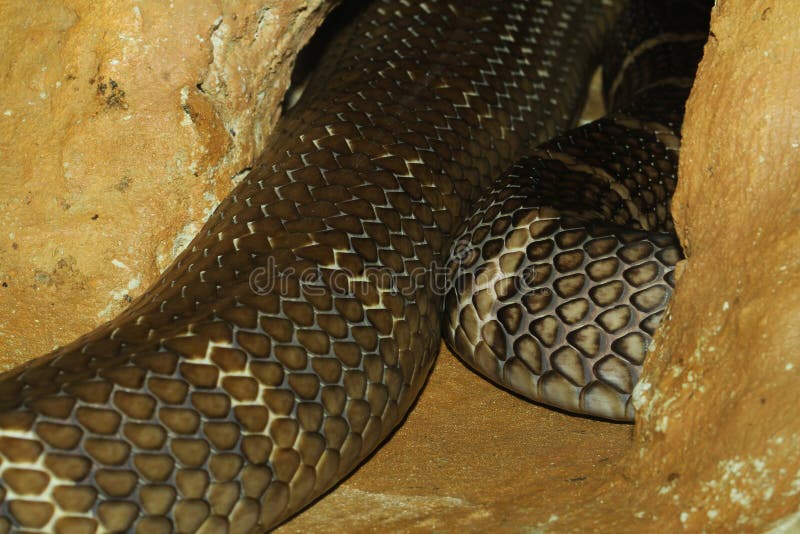 812 Cave Snake Stock Photos - Free & Royalty-Free Stock Photos from ...
