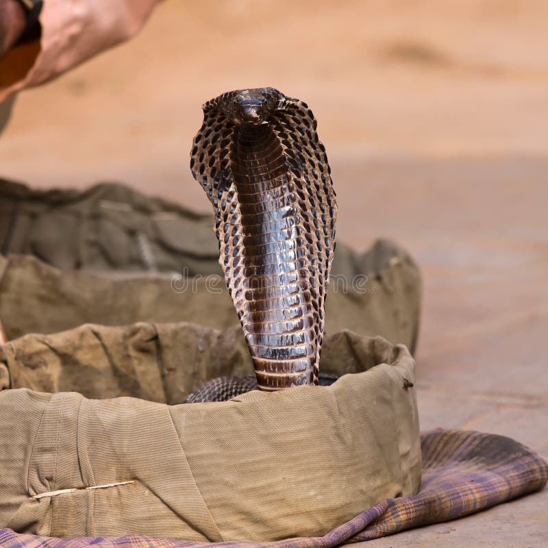 Snake Pounce Stock Photos - Free & Royalty-Free Stock Photos from ...