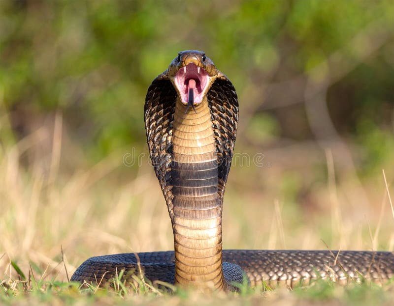 The King Cobra Snake Opens Its Mouth Stock Illustration - Illustration ...