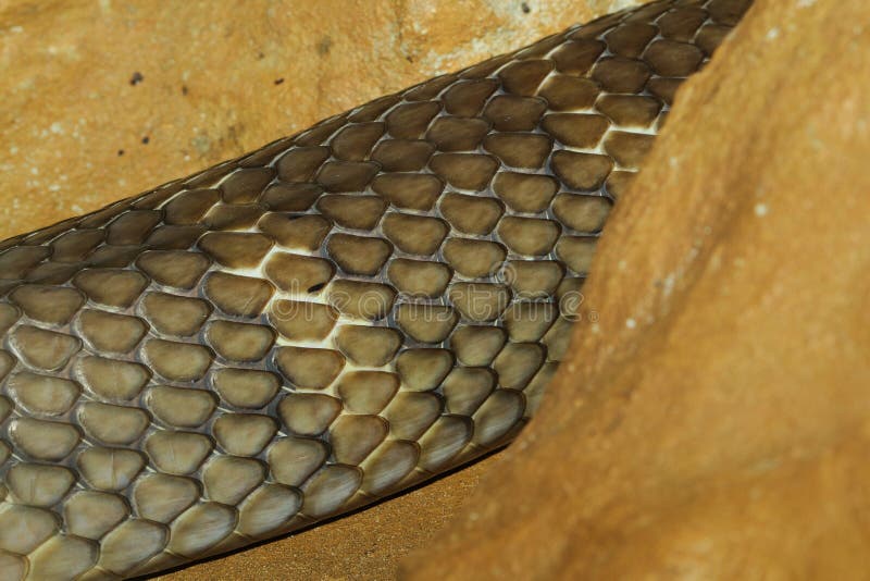 King cobra snake skin stock image. Image of asia, skin - 55488987