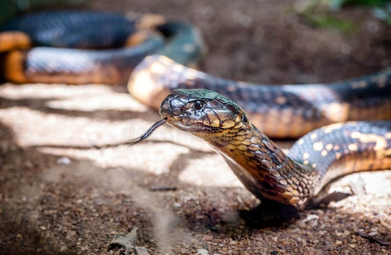 King Cobra Snake in Uganda, Africa Stock Photo - Image of raised ...