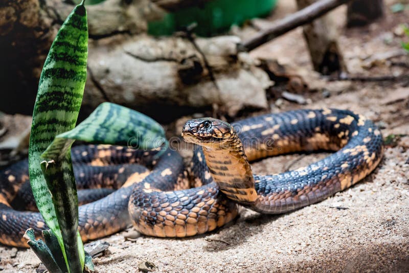King Cobra Snake in Uganda, Africa Stock Image - Image of poisonous ...