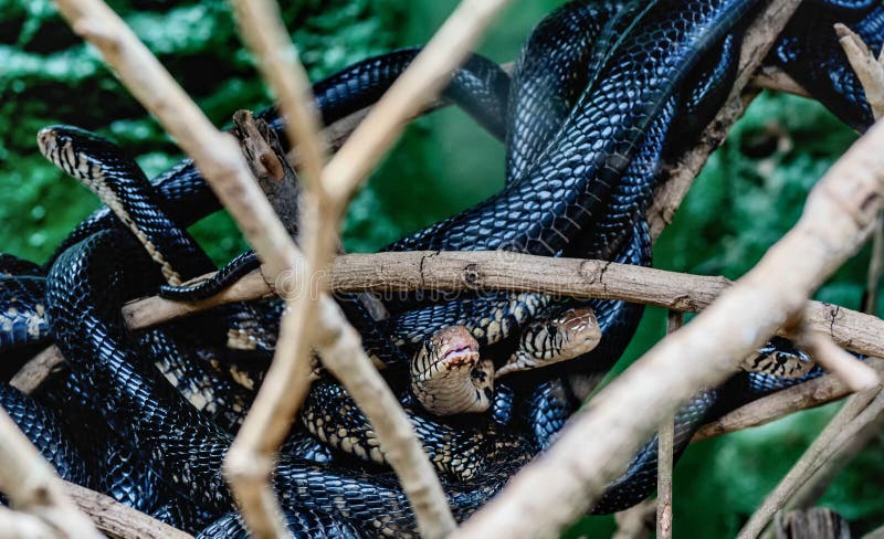 King Cobra Snake in Uganda, Africa Stock Photo - Image of creature, head: 79464488
