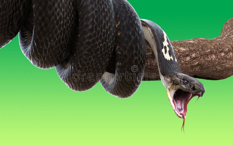 King Cobra Snake Wrapped on a Tree Branch Stock Illustration ...