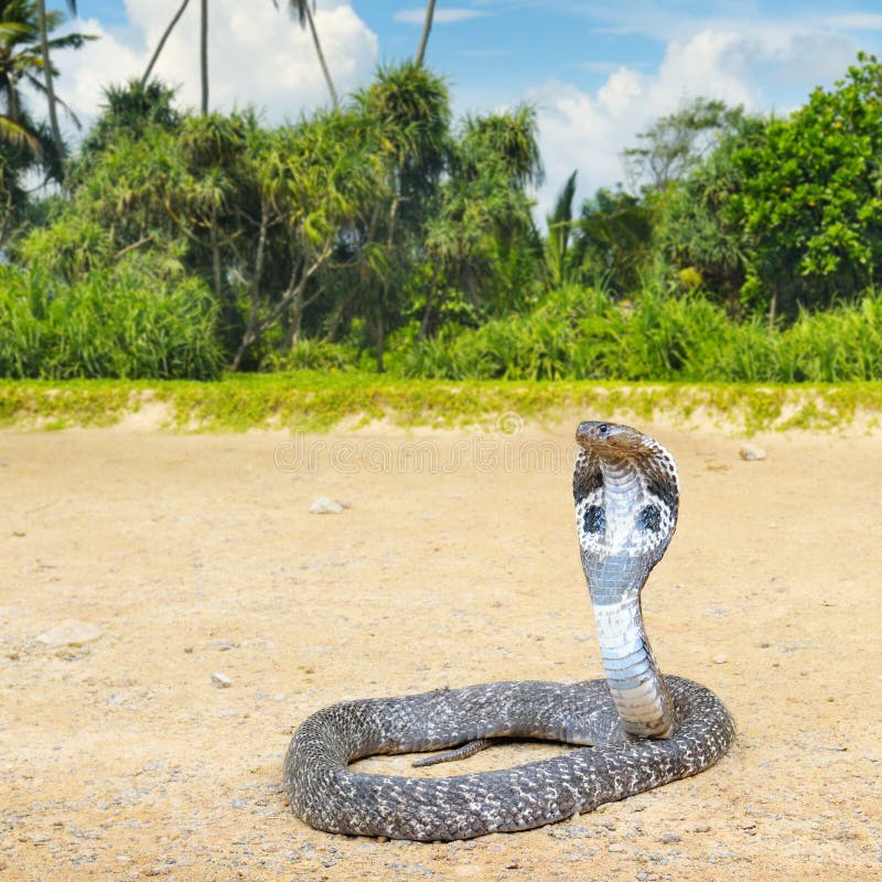 King Cobra Snake In Uganda Africa Stock Image Image Of
