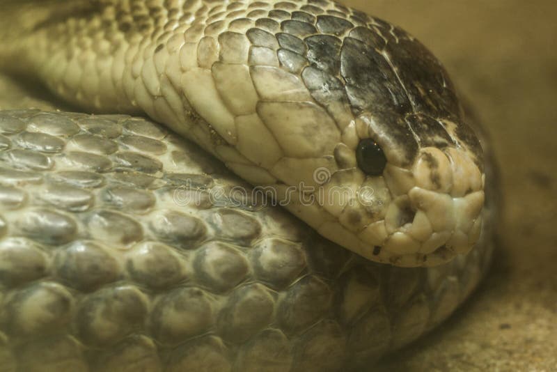 Snake Pounce Stock Photos - Free & Royalty-Free Stock Photos from ...