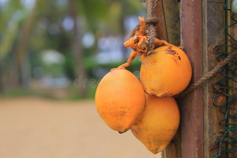 King Coconuts (Thembili) At A Fruit Kiosk On The Road Sri Lanka Stock ...