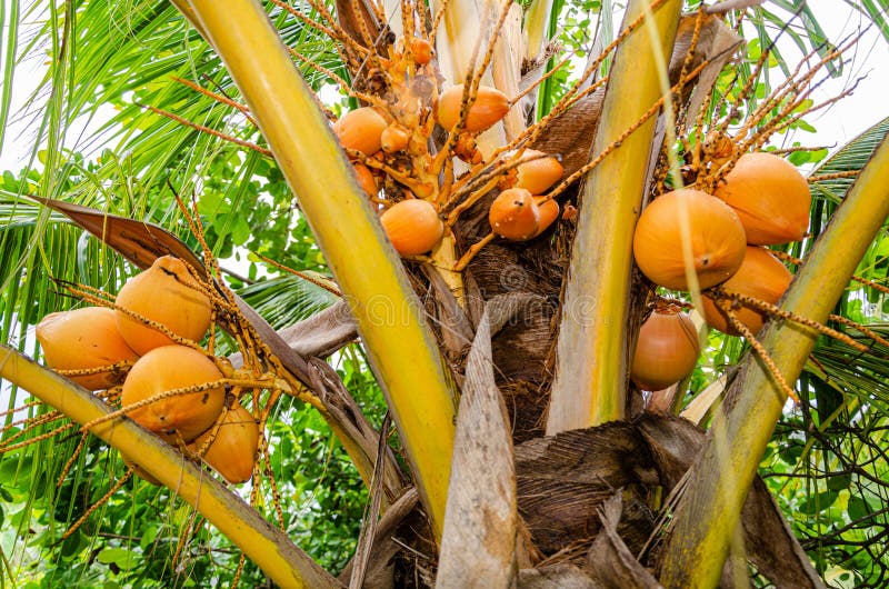 King Coconuts on the Palm Tree Stock Photo - Image of drink, water ...