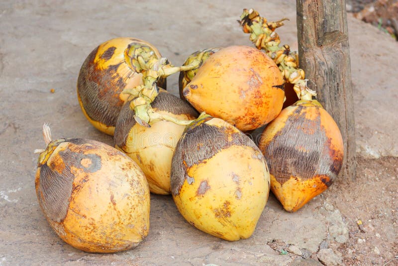 King Coconuts (Thembili) at a Fruit Kiosk on the Road Sri Lanka Stock ...