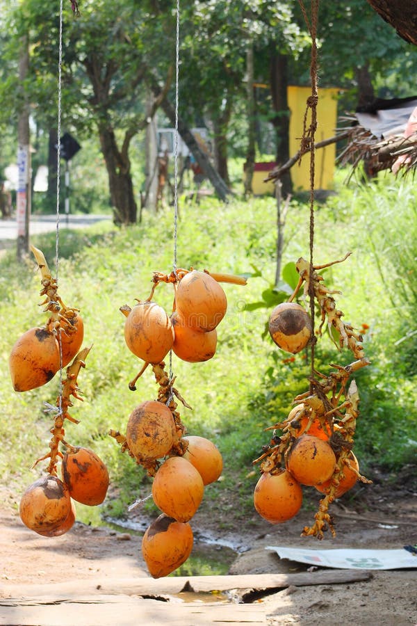 King Coconuts (Thembili) at a Fruit Kiosk on the Road Sri Lanka Stock ...