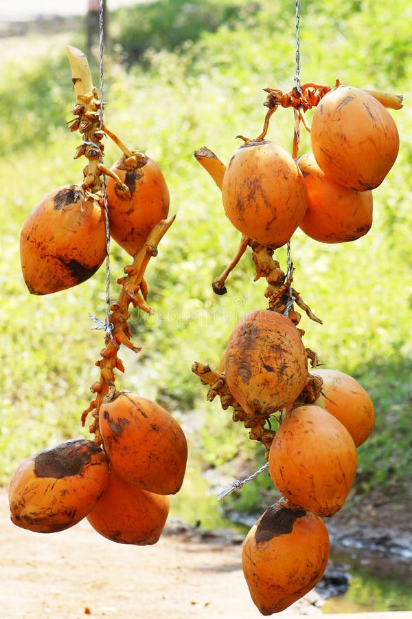 King Coconuts (Thembili) on the Road Sri Lanka Stock Image - Image of ...