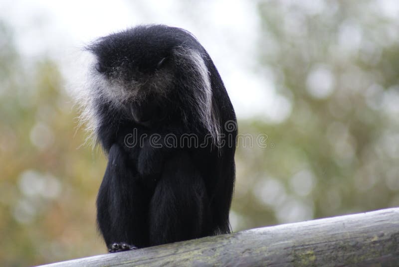 King colobus monkey stock image. Image of animal, polykomos - 30942975