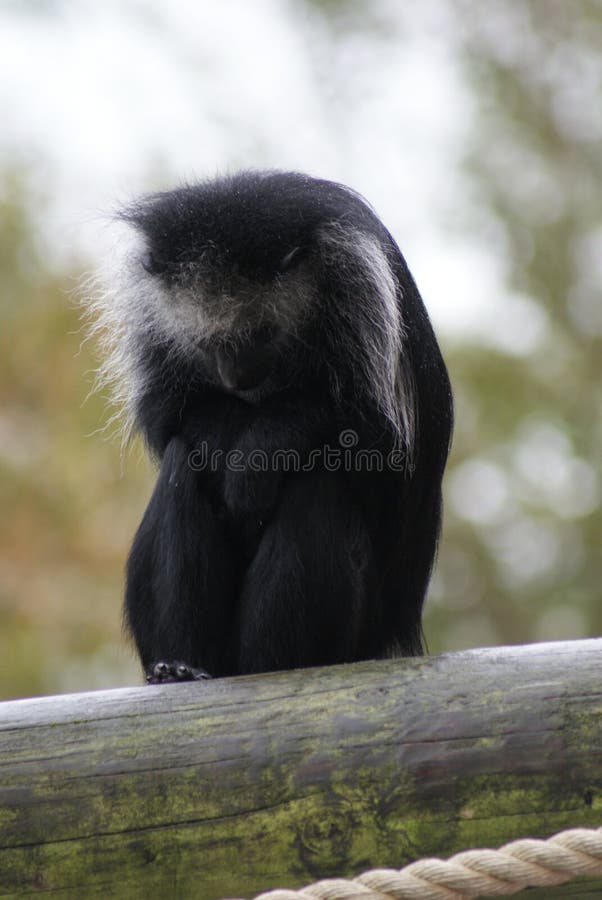 King Colobus Colobus Polykomos Stock Photos - Free & Royalty-Free Stock ...
