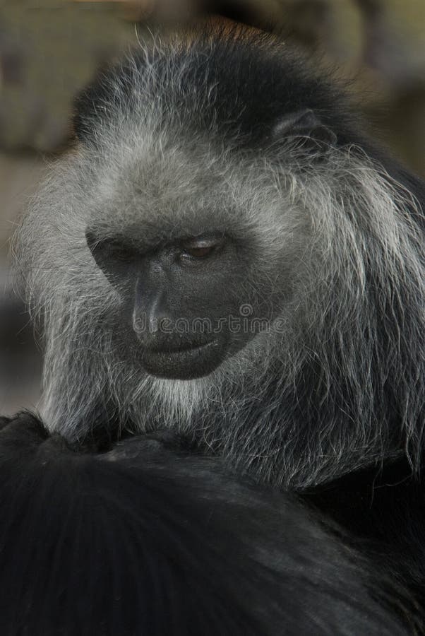 King Colobus Monkey stock photo. Image of animals, preen - 22056844