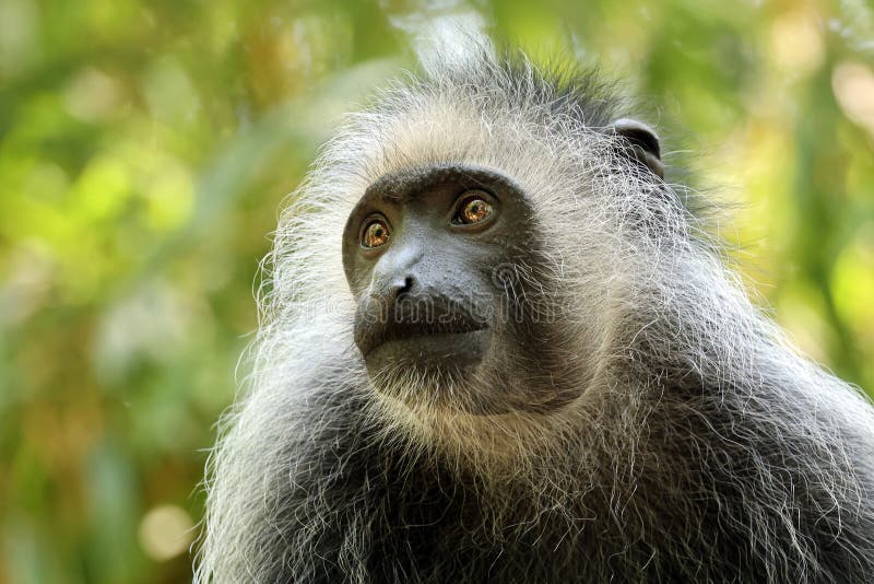 The King Colobus (Colobus Polykomos) Stock Image - Image of black ...