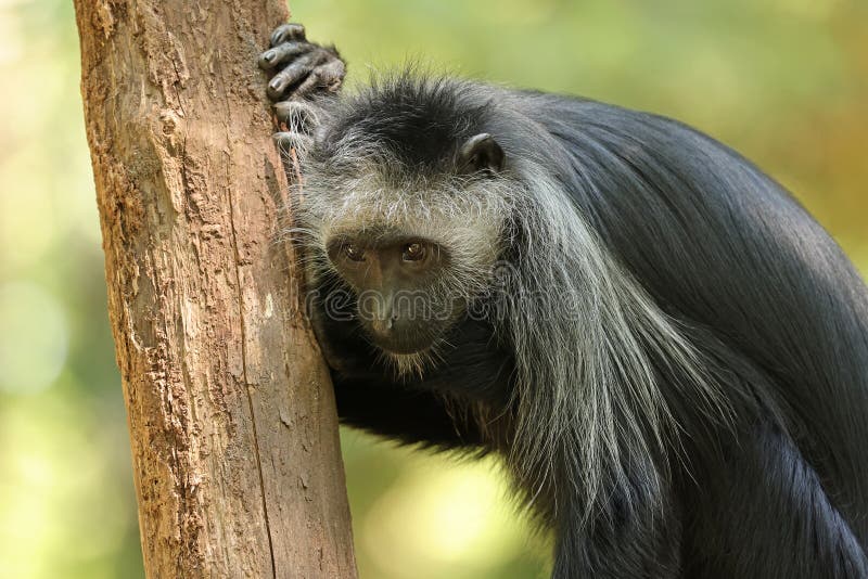 The King Colobus (Colobus Polykomos) Stock Image - Image of western ...