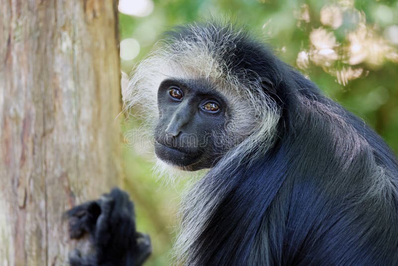 The King Colobus (Colobus Polykomos) Stock Image - Image of arusha ...