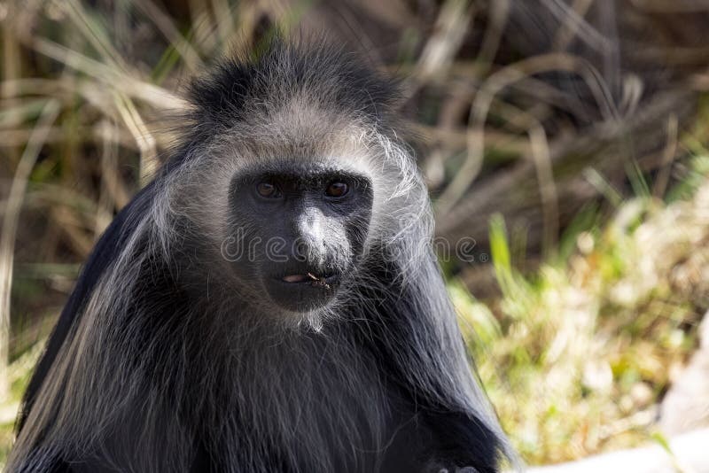 The King Colobus Colobus Polykomos, Also Known As the Western Black-and ...