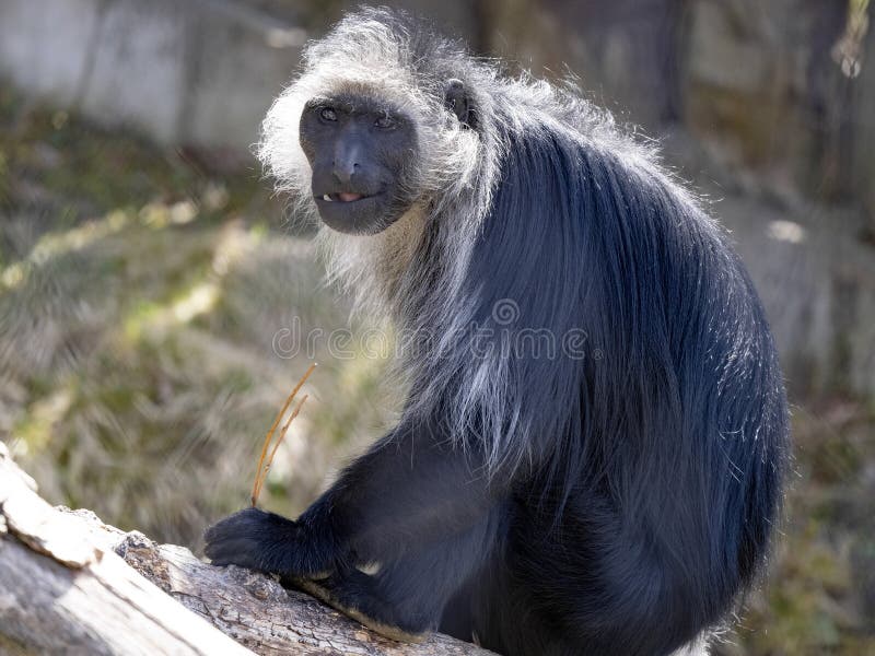 King Colobus, Colobus Polykomos, Sits on a Trunk and Observes the ...