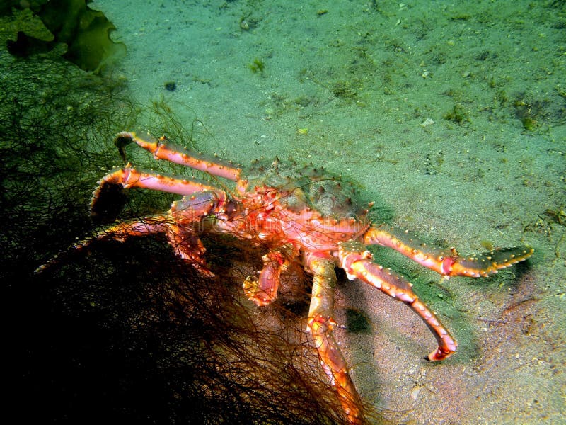 Crab Fishermen in Bering Sea, Alaska, Sorting Opilio Crab Stock Photo ...