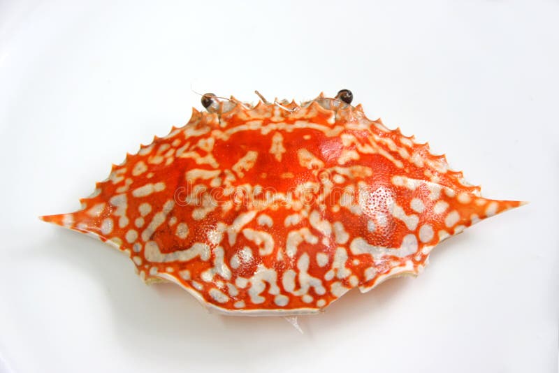 King crab shell stock image. Image of restaurant, shell - 4029985