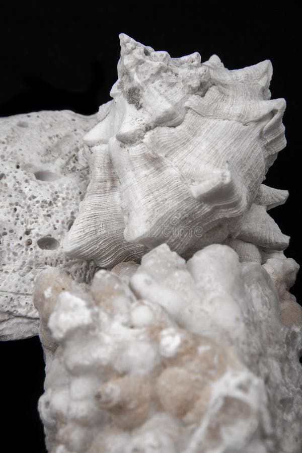 The King Crown Shell is a Type of Shell . a Beautiful Photo of the ...