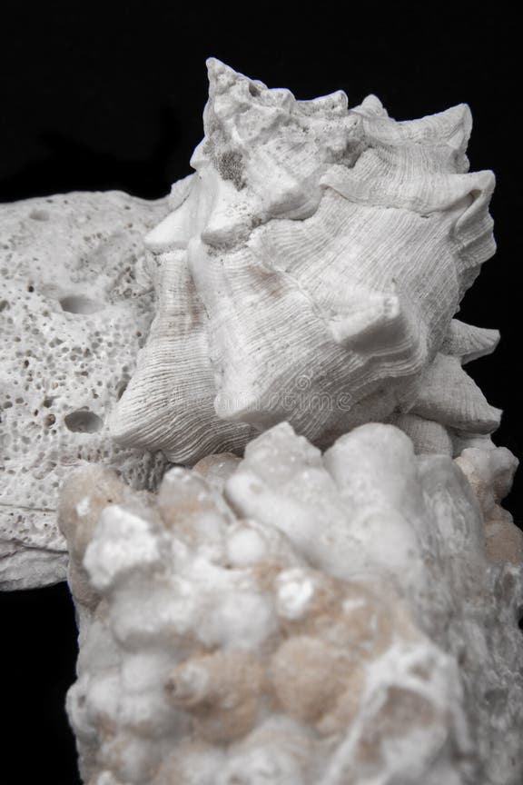 The King Crown Shell is a Type of Shell . a Beautiful Photo of the ...