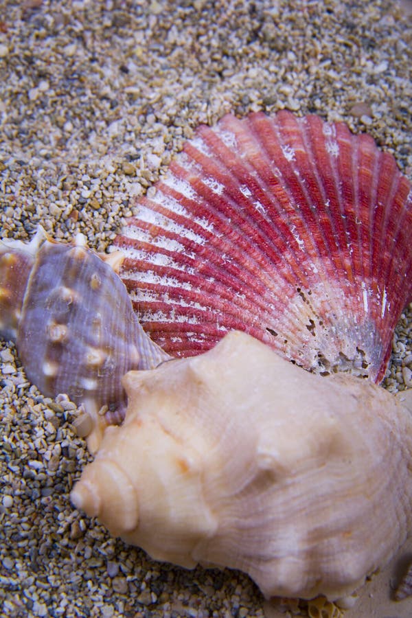 The King Crown Shell is a Type of Shell . a Beautiful Photo of the ...
