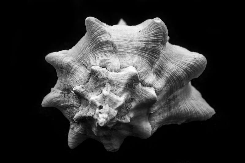 The King Crown Shell is a Type of Shell . a Beautiful Photo of the ...