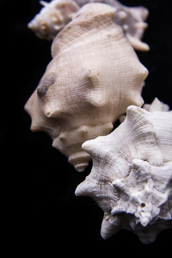 The King Crown Shell is a Type of Shell . a Beautiful Photo of the ...
