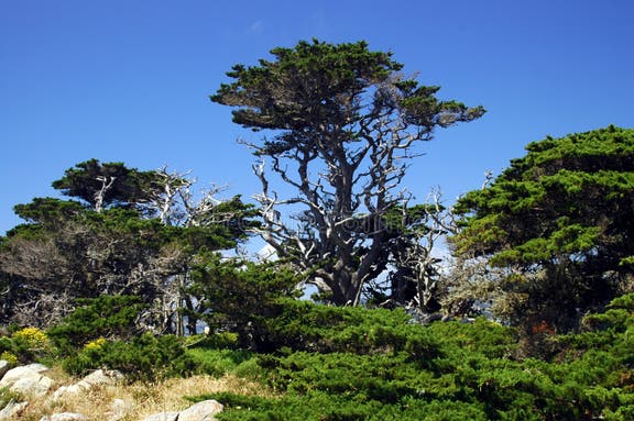 King Cyprus stock photo. Image of waves, coastline, bark - 168642