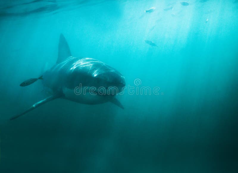 The king of the deep stock image. Image of predator, saltwater - 27801153