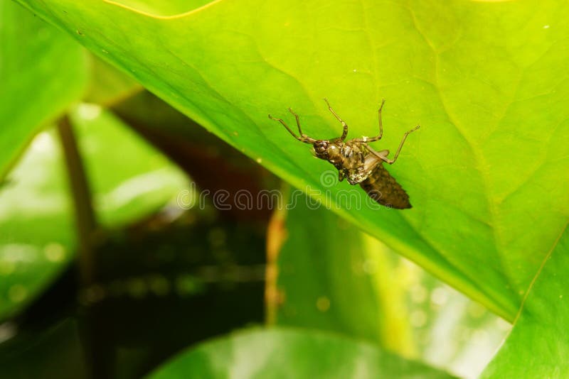 King dragonfly larva stock image. Image of forest, animals - 74965193