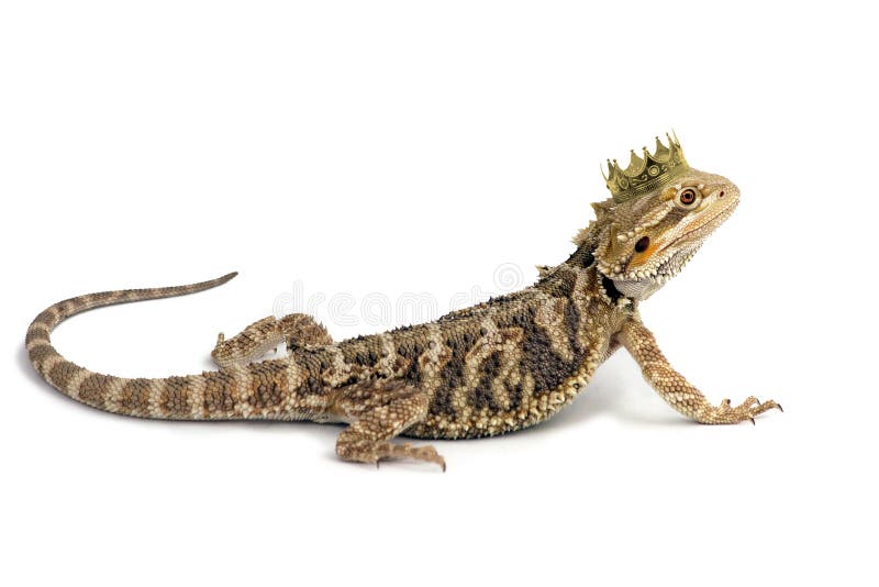 King Drake the Bearded Dragon Stock Image - Image of import, eyes: 461885