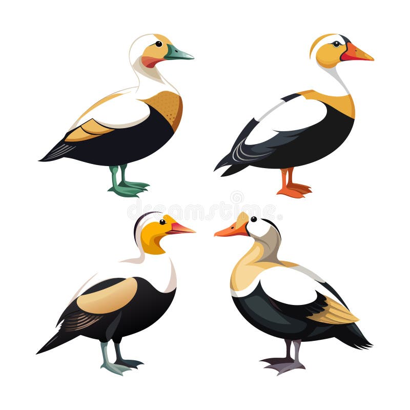 King Eider Cartoon Vector Illustration Stock Vector - Illustration of ...