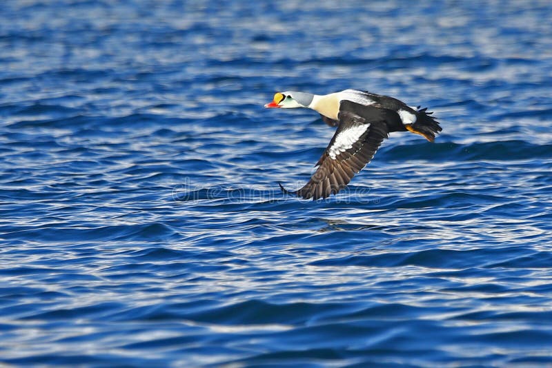 Eider duck in flight stock photo. Image of duck, water - 12786214