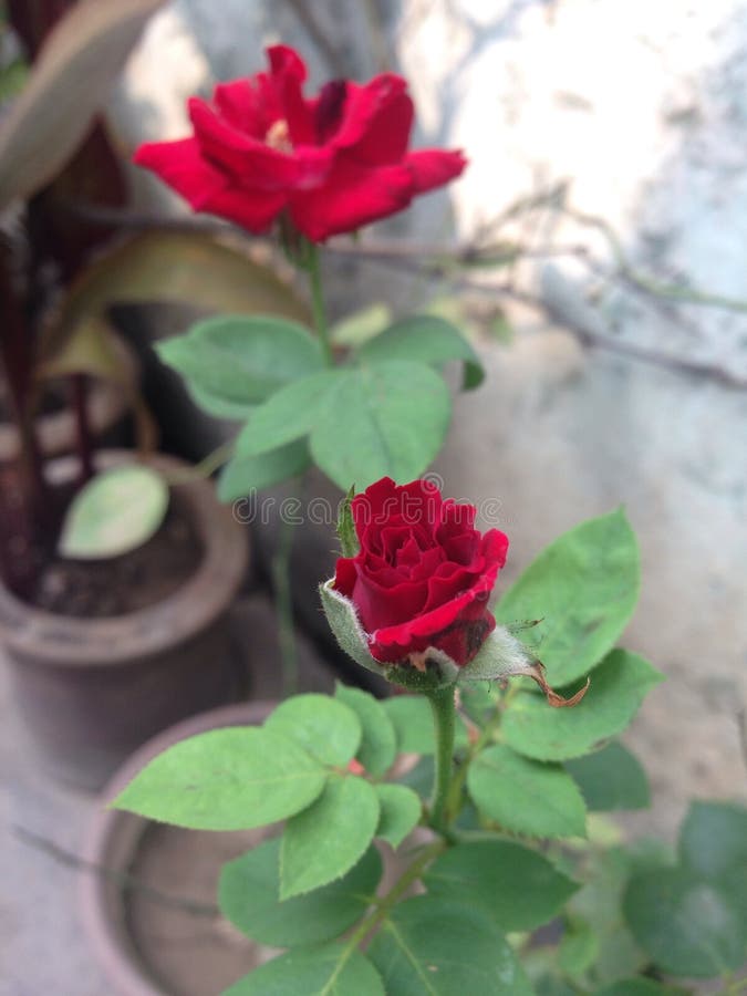 King of flowers stock image. Image of arslan, flowers - 96187023