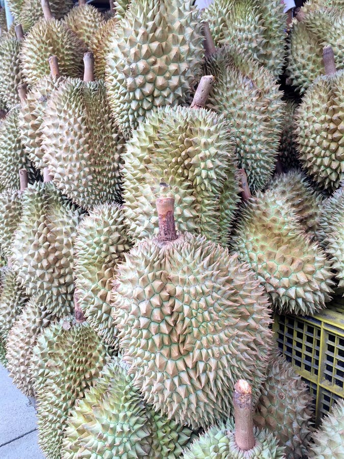 King of fruit stock image. Image of nature, king, tasty - 87038559