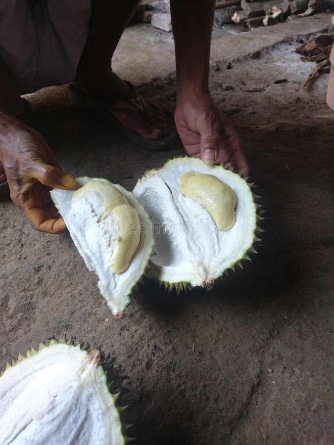 160 Montong Durian Fruit Stock Photos - Free & Royalty-Free Stock ...