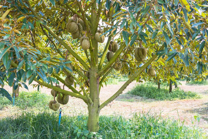 King of Fruit Durian, Tropical Fruit on the Tree Stock Image - Image of ...